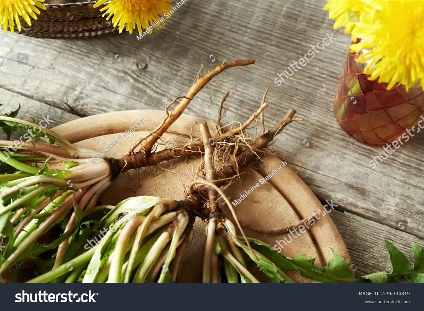 How does dandelion root support liver function?